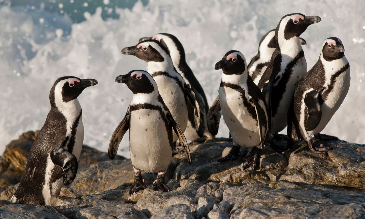 NGOs applaud the principle of partial fishing closures, but African ...