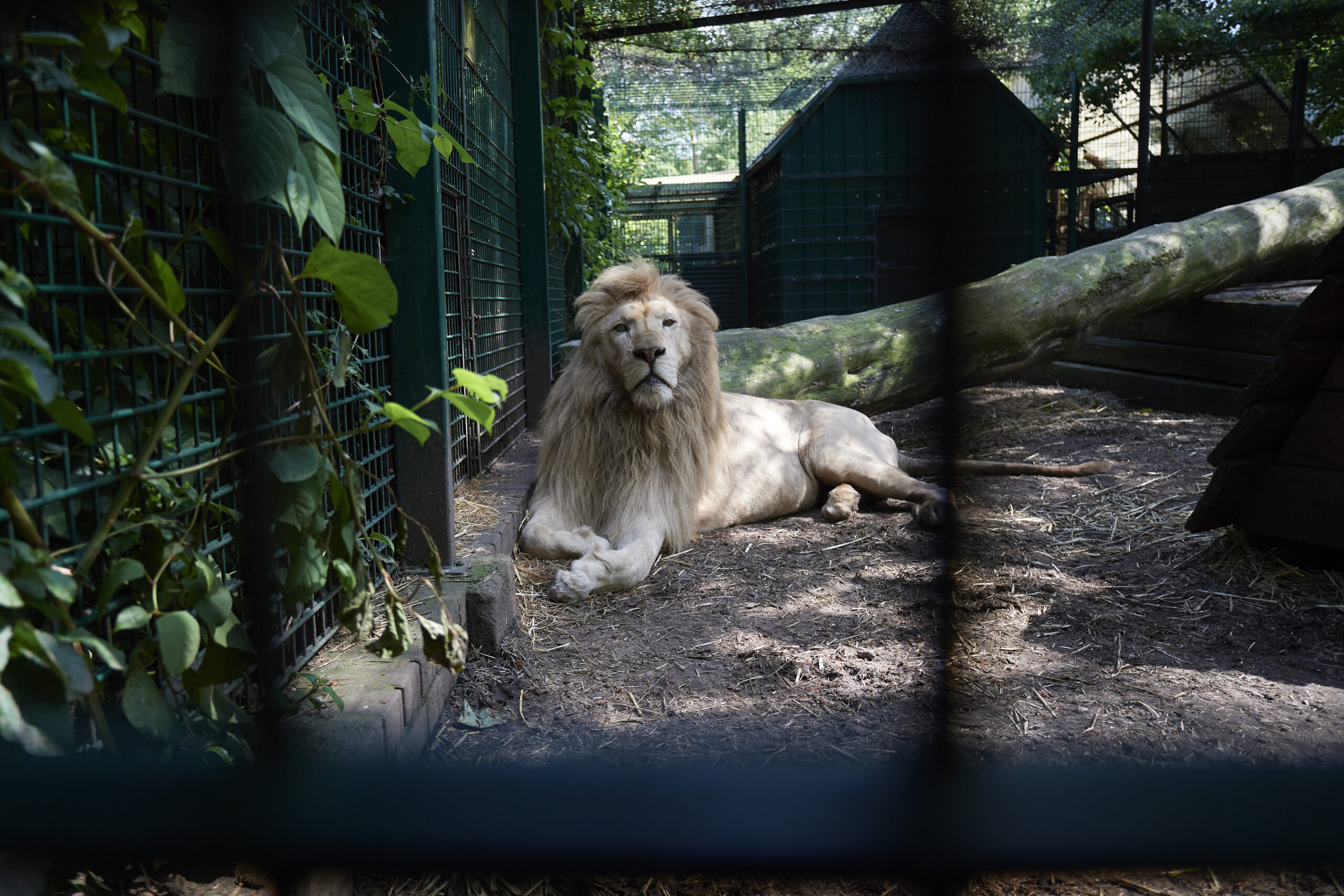 FOUR PAWS transfers former circus lion to its LIONSROCK Big Cat ...