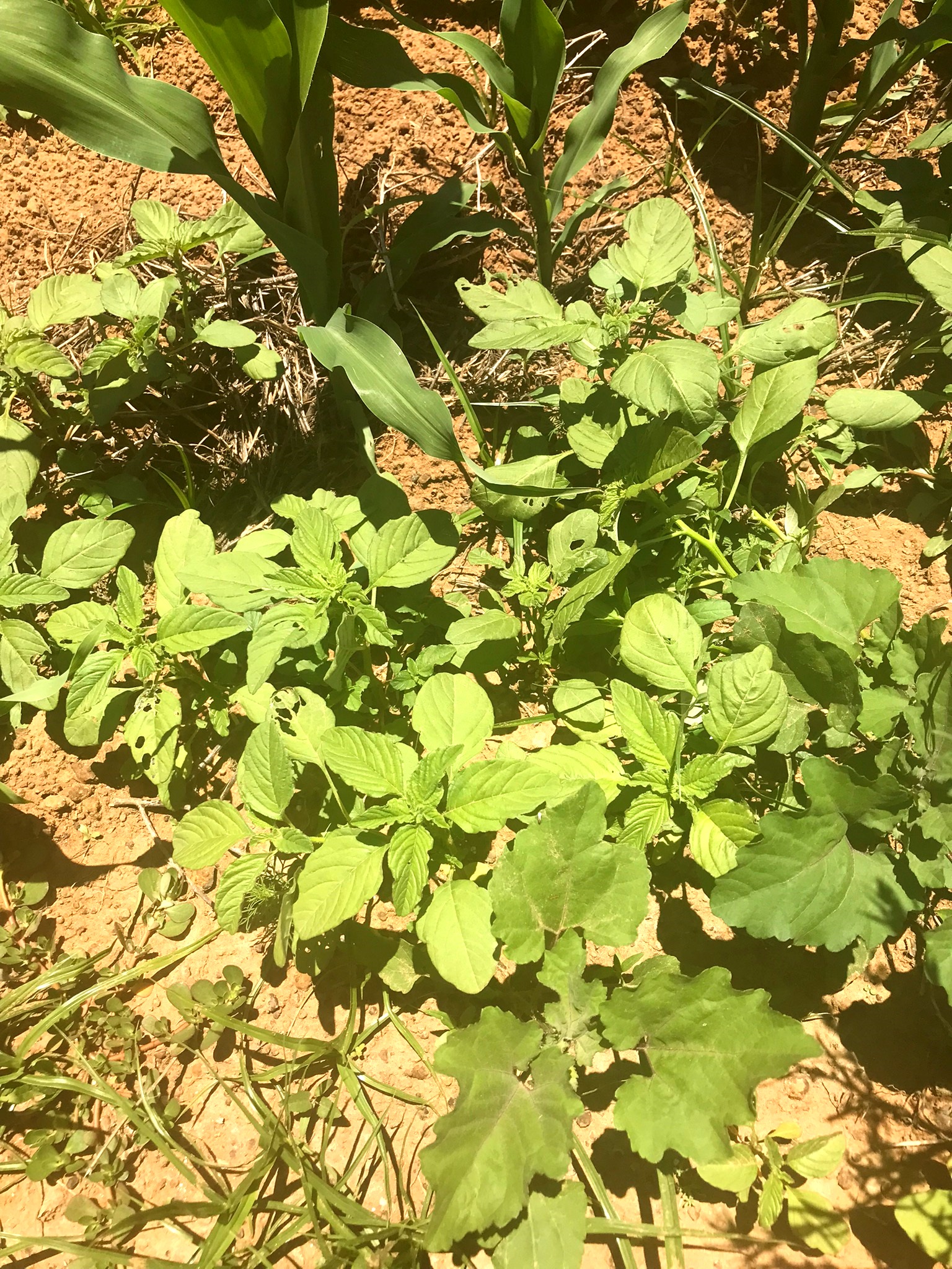 UP and CSIR pioneer maps for maize farmers to enable precision weeding ...