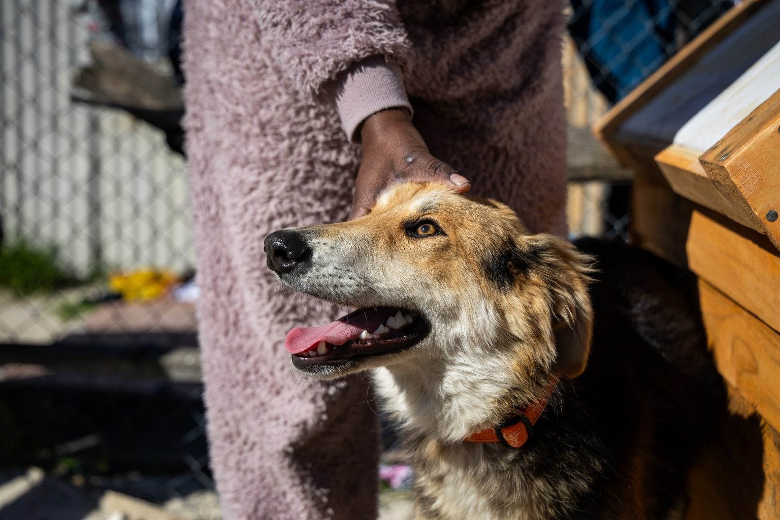 FOUR PAWS, GARC Boost Rabies Fight - Social TV